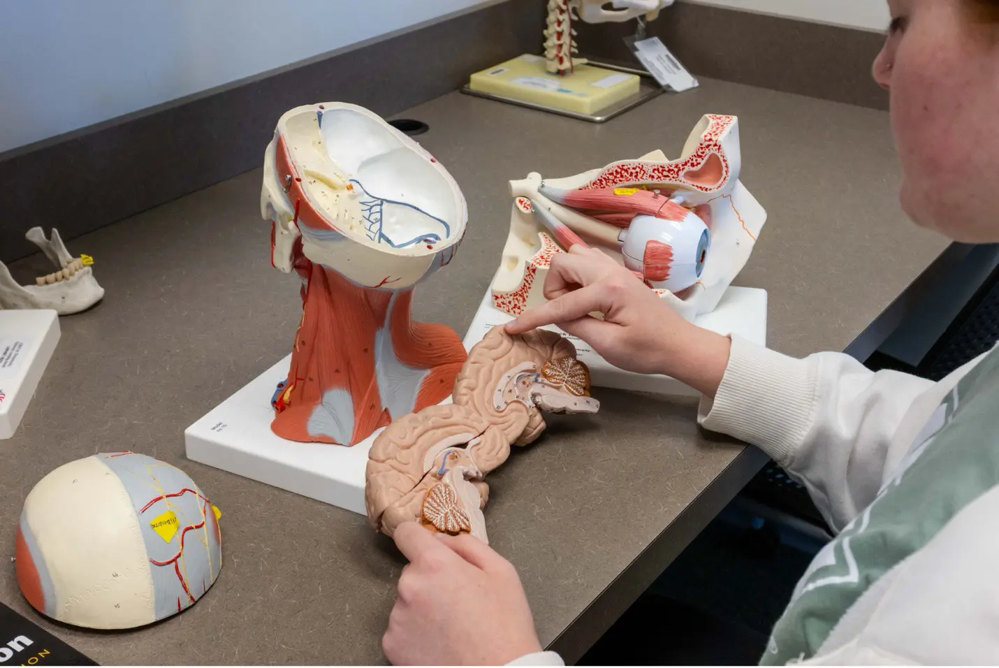 The Future Anatomy Room at Carrier Library: Enhancing Engaged Learning ...